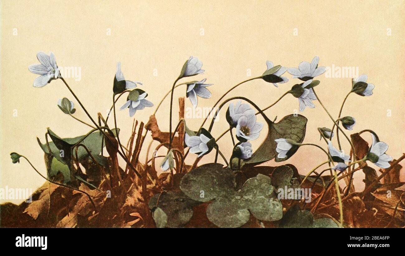 Homer d house hi-res stock photography and images - Alamy