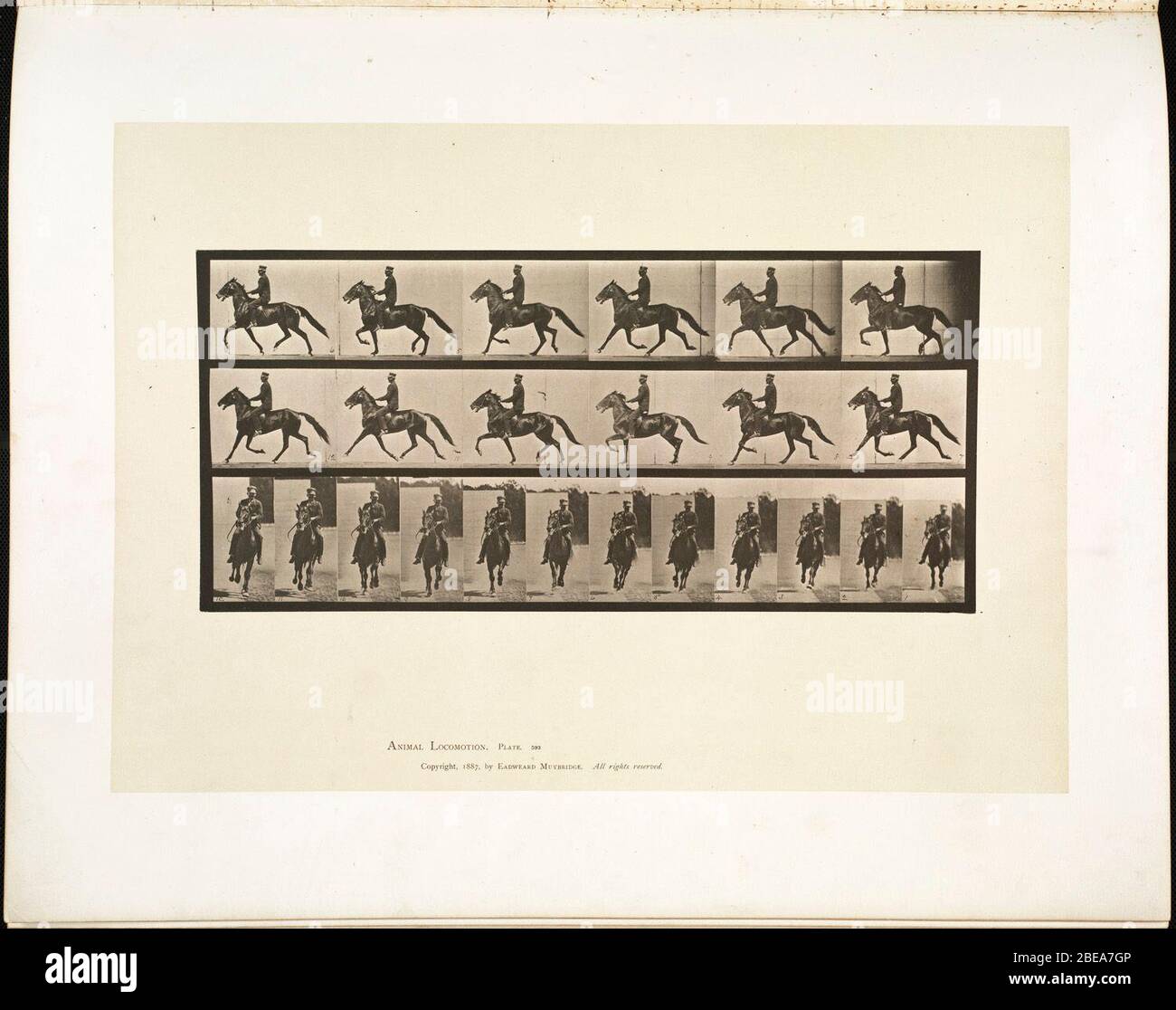 Pacing horse hi-res stock photography and images - Alamy