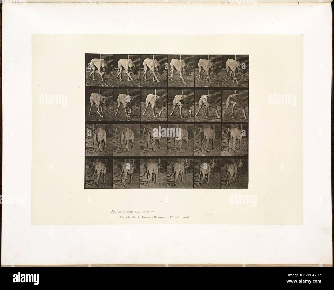 Muybridge dog hi-res stock photography and images - Alamy