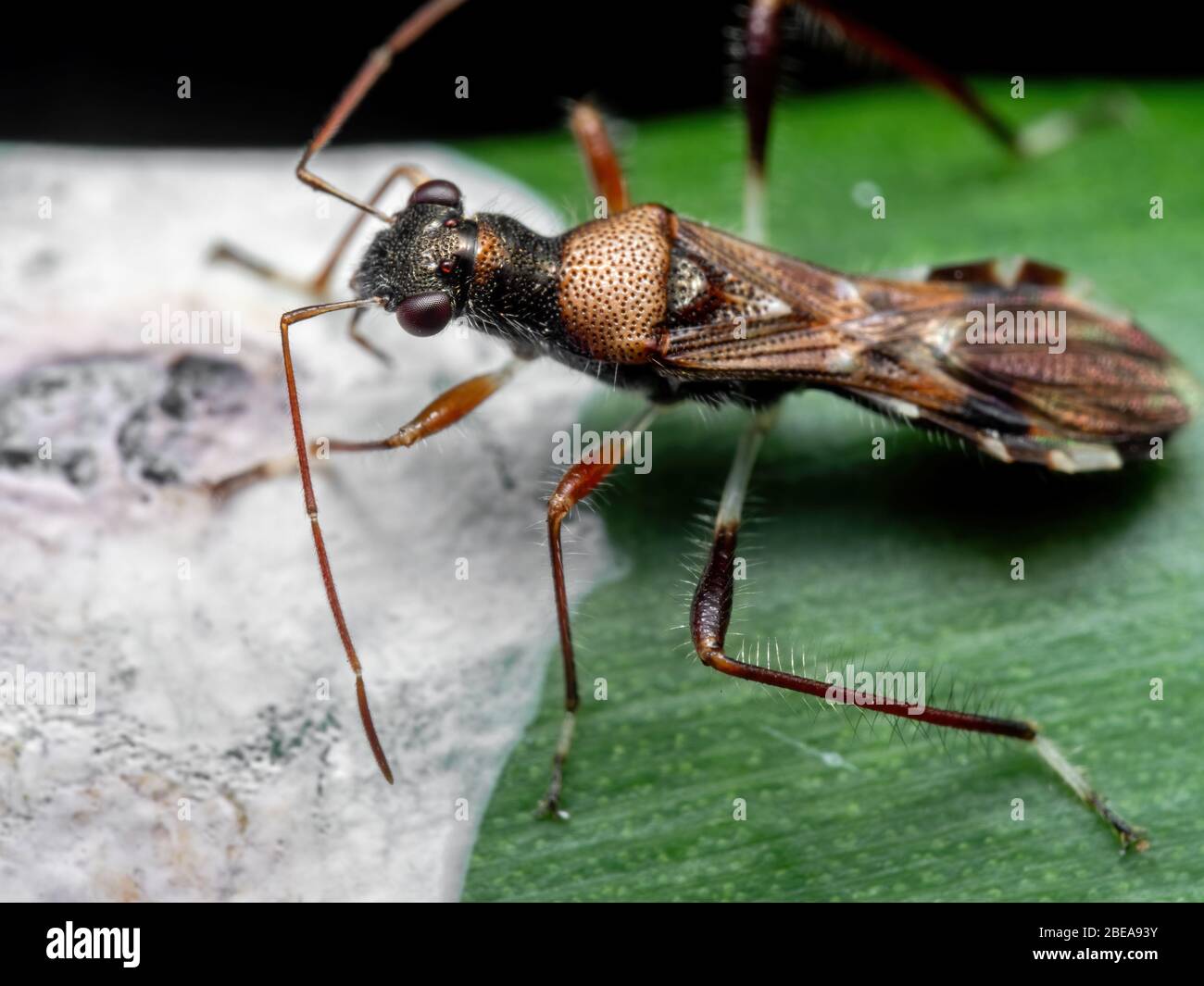 Macro Photography of Assassin Bug Eating Bird Poop on Green Leaf Stock ...