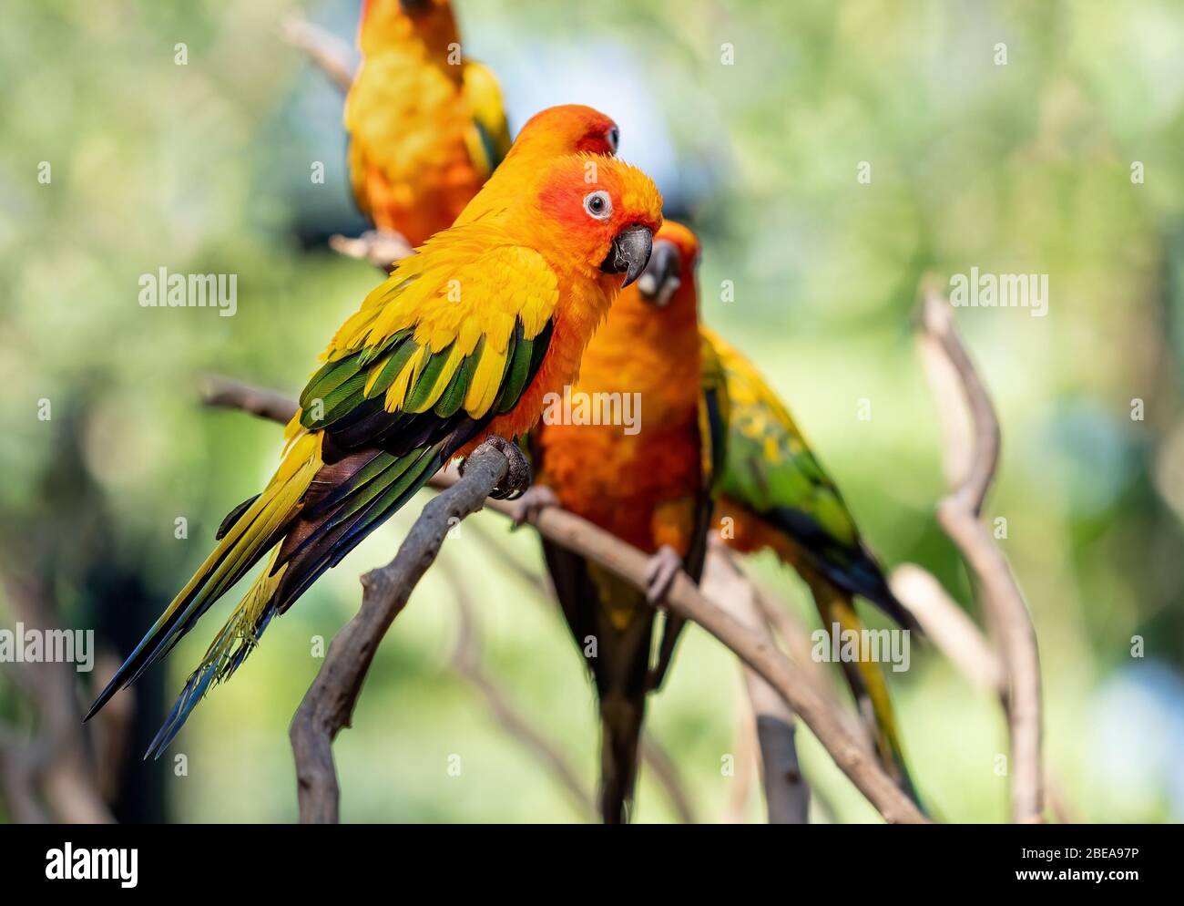 Closeup Sun Conure Parrot Perched on Branch Isolated on Background ...