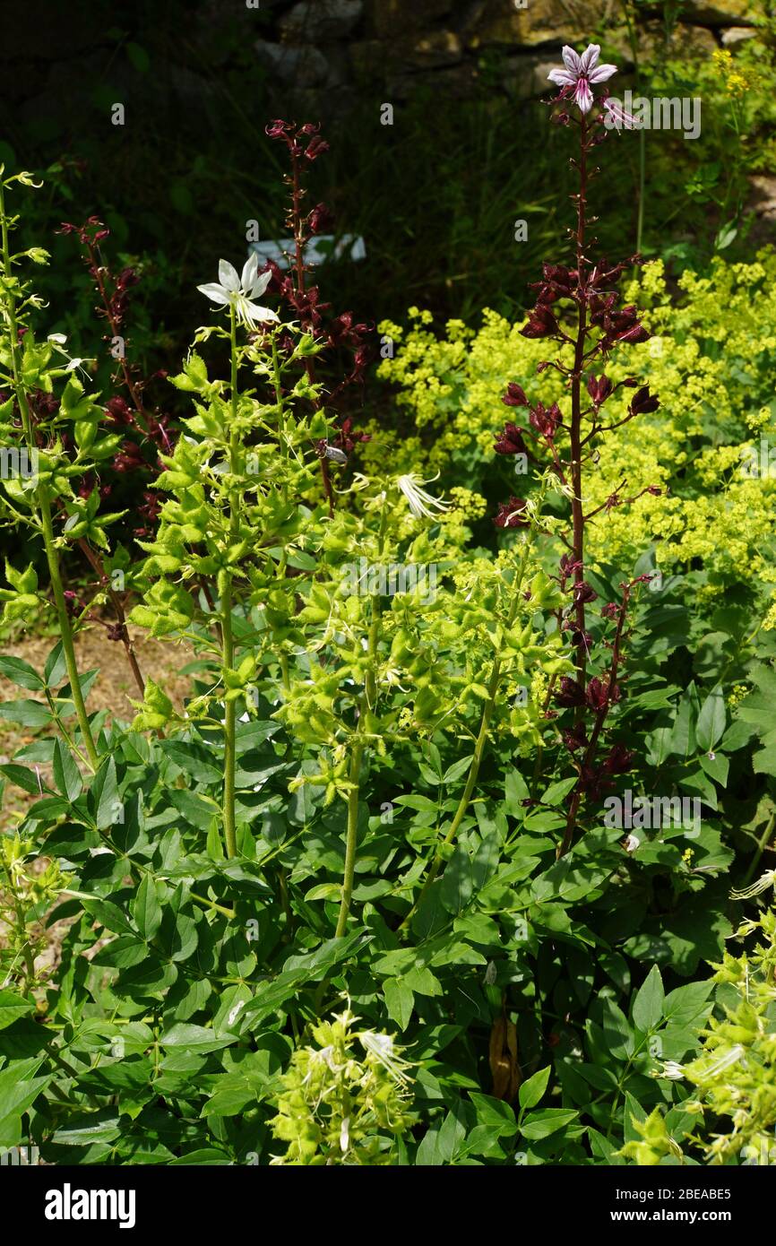 Diptam (Dictamnus albus Stock Photo - Alamy