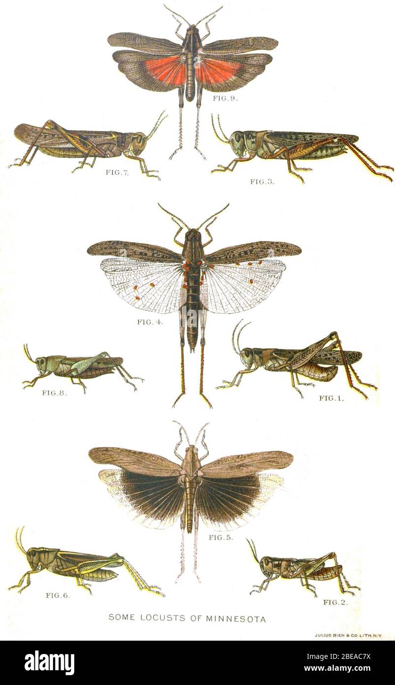 Melanoplus spretus rocky mountain locust hi-res stock photography and ...