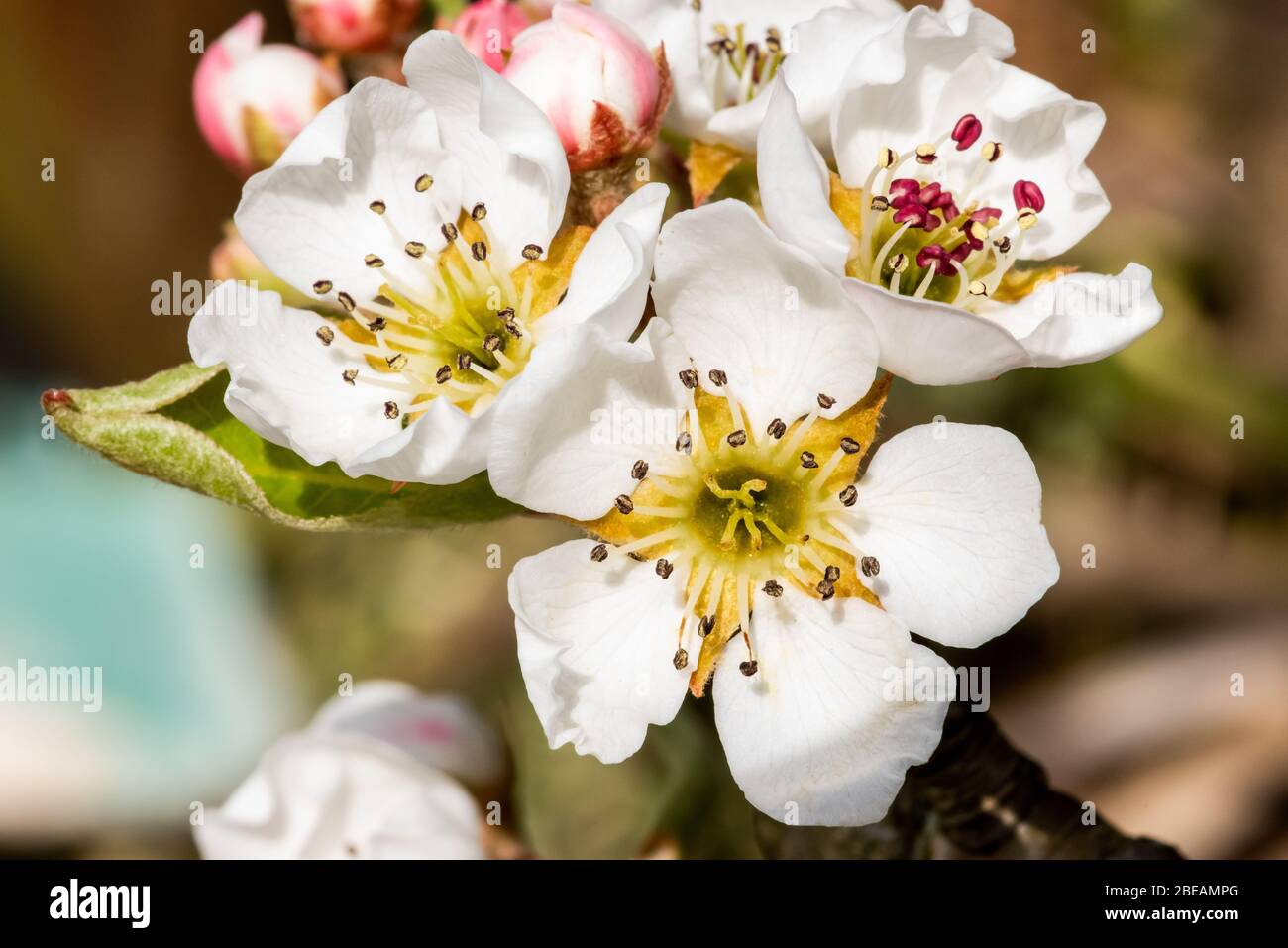 Pear blossom hi-res stock photography and images - Alamy