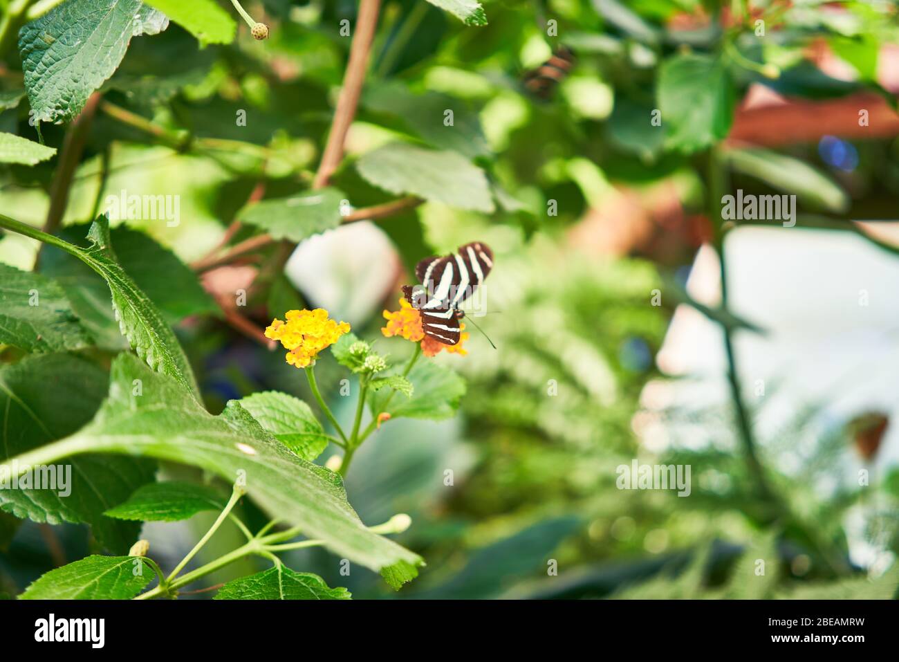 Group butterflies flying light hi-res stock photography and images - Alamy