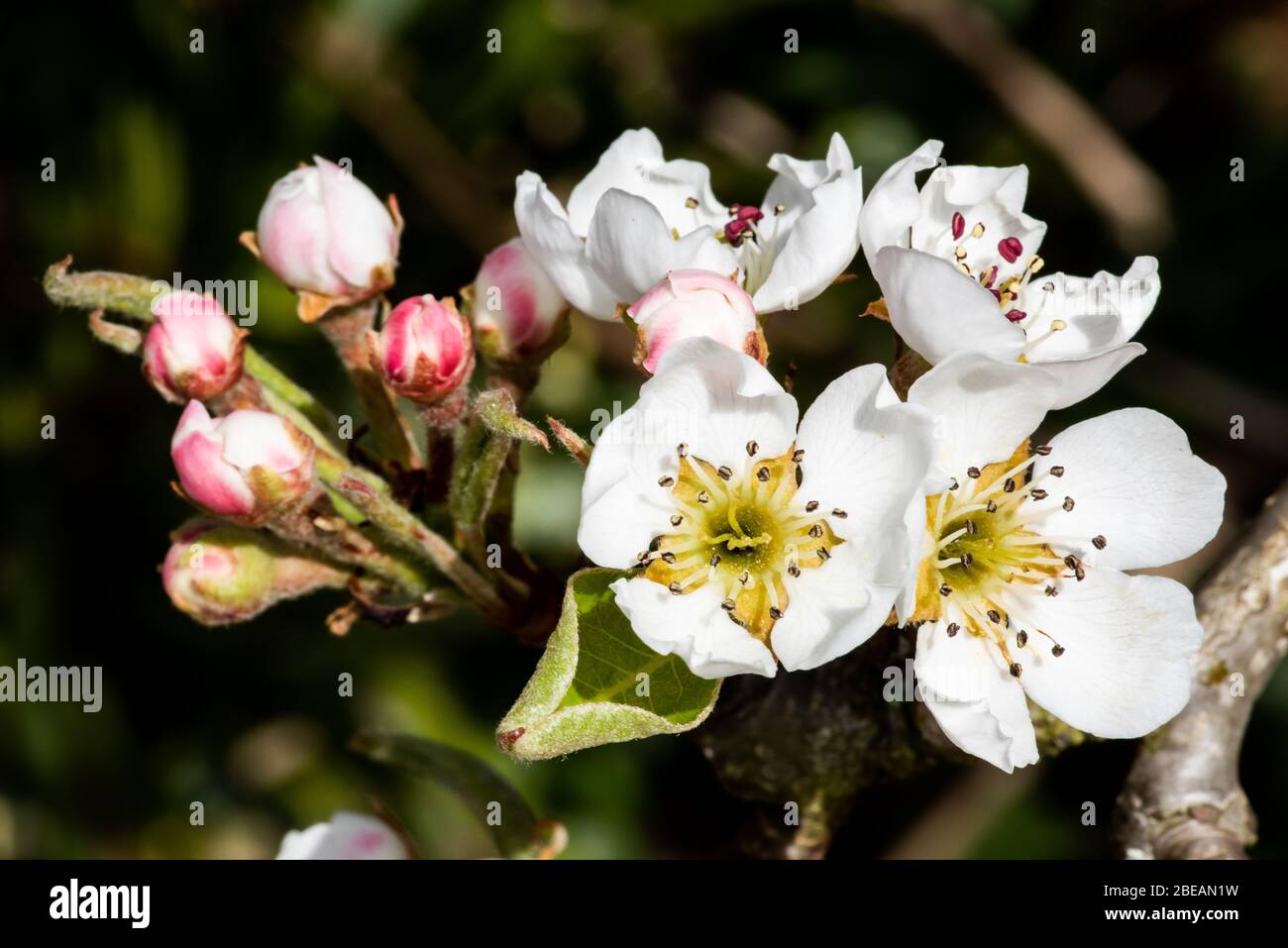 Pear blossom hi-res stock photography and images - Alamy