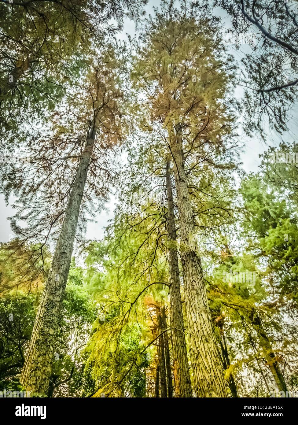 Looking up at the beautiful fall autumn colors .Beautiful Forest ...