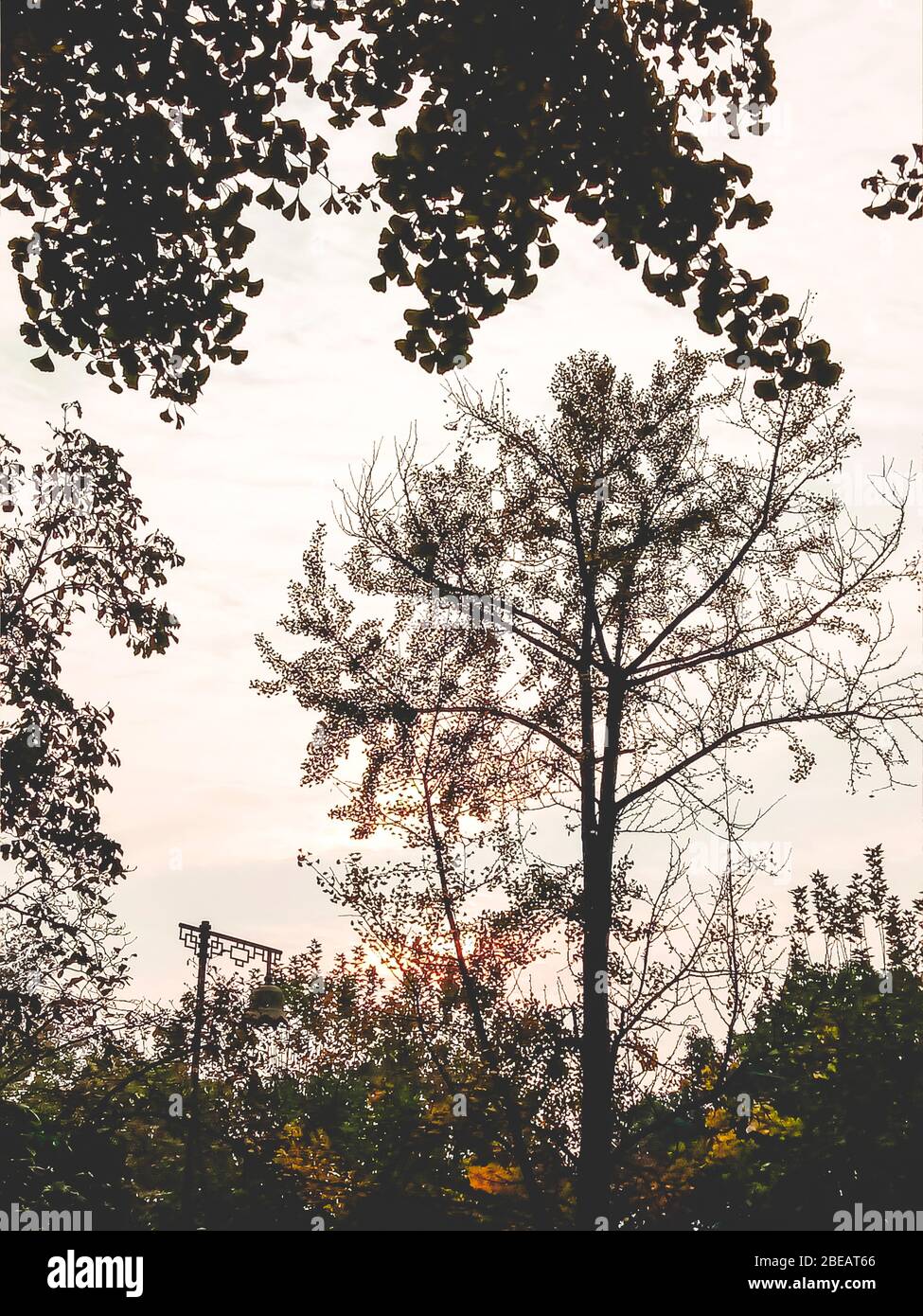 Looking up at the beautiful fall autumn colors .Beautiful Forest ...