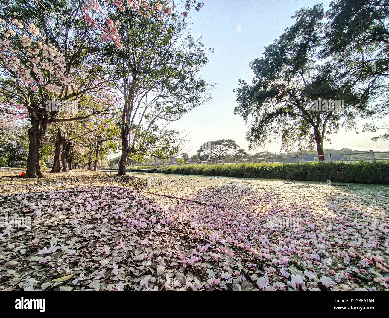 Beautiful Nature Photography Flowers Spring. Stunning scenic road under ...