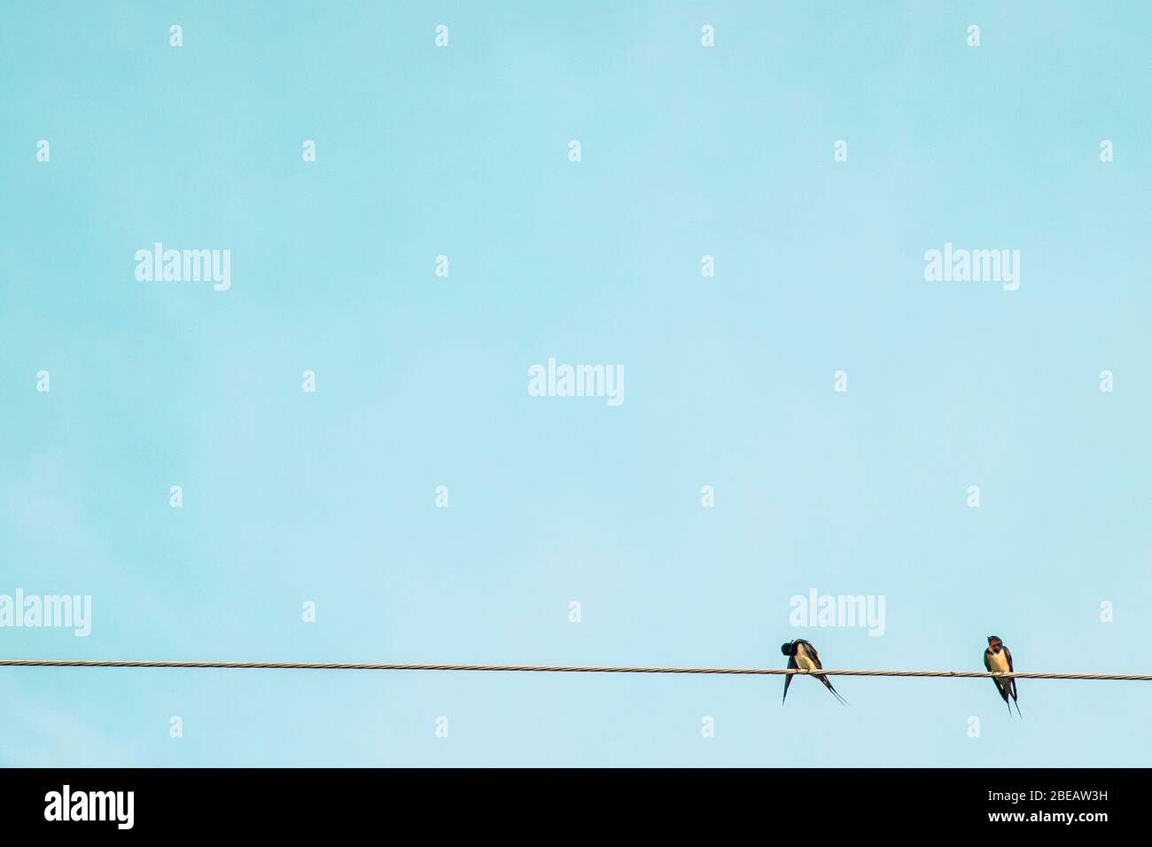 Two little small Birds relax wildlife happy On Electrical Wire over ...