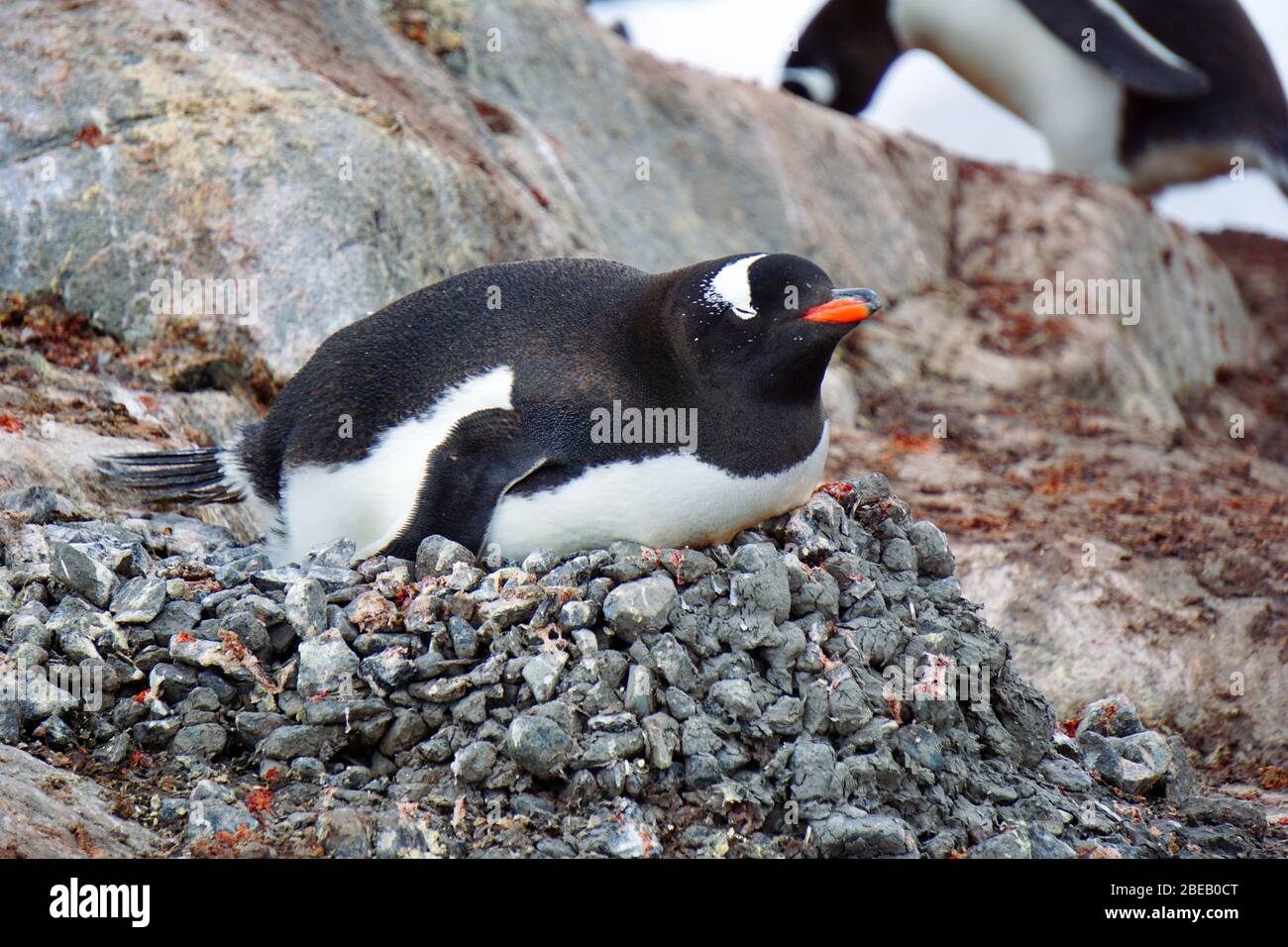 Penguins stones hi-res stock photography and images - Alamy