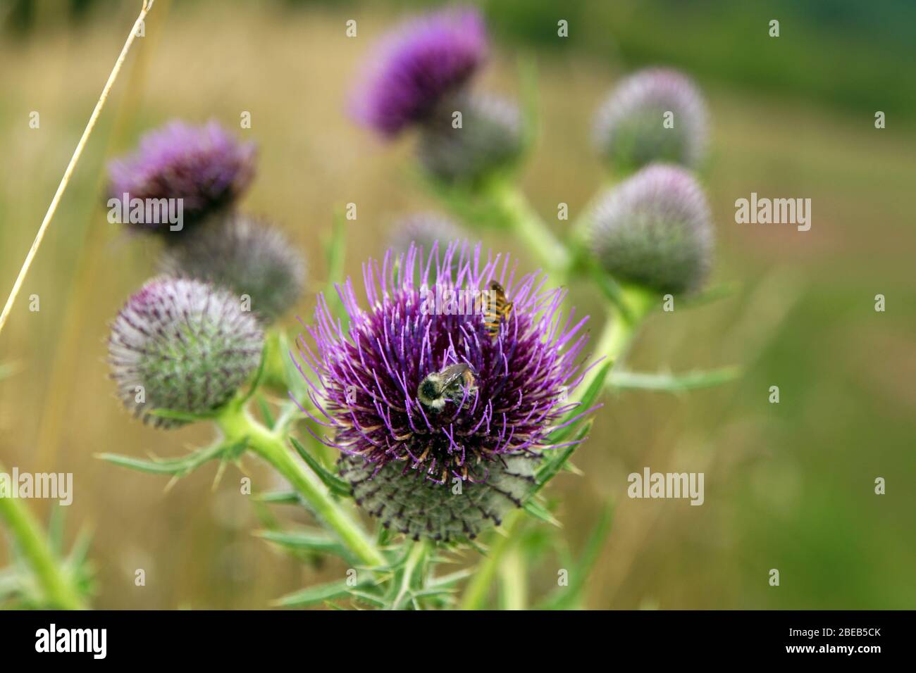 Weg Distel High Resolution Stock Photography and Images - Alamy