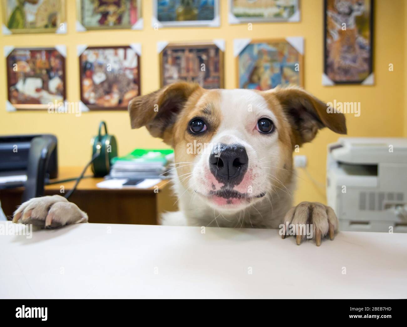 Dog at the counter of a souvenir shop Stock Photo - Alamy