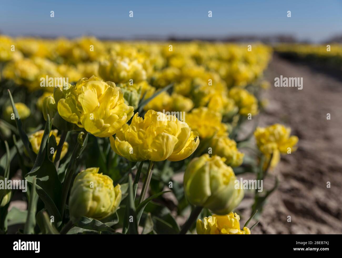 two yellow tulips in front of big yellow field in holland at the ...