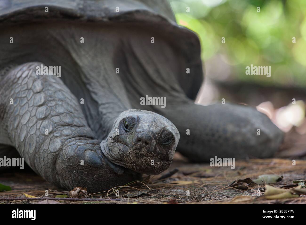 Old giant turtle portrait close up Stock Photo - Alamy