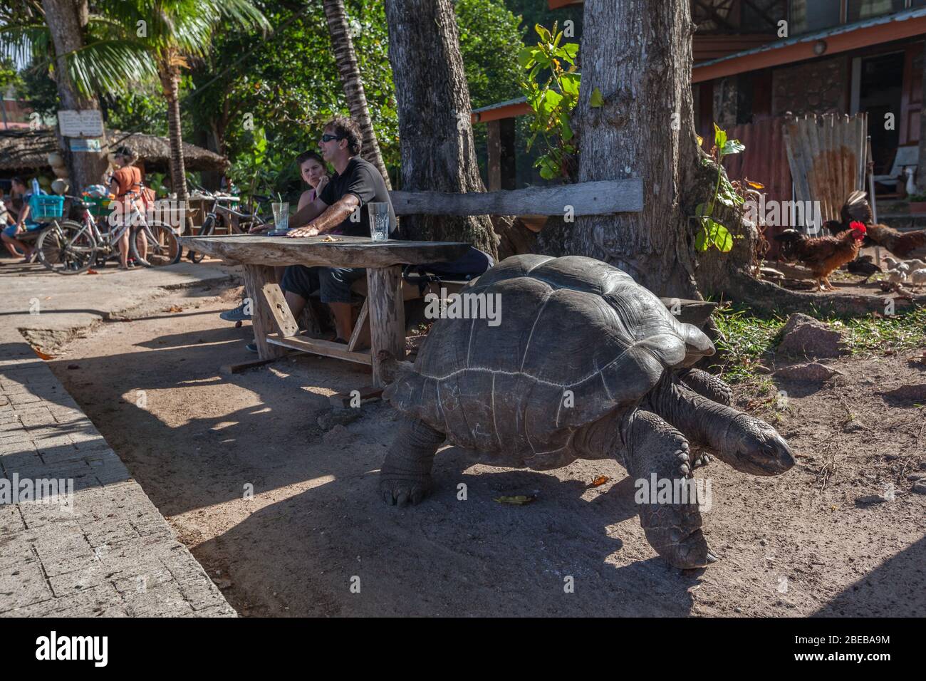 La Digue, Seychelles - January 2013: Giant turtle walking across ...