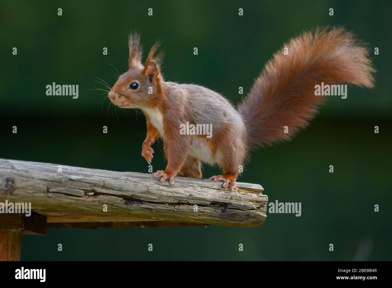 Red squirrel with the tail upwards and lifting one leg, standing on a ...
