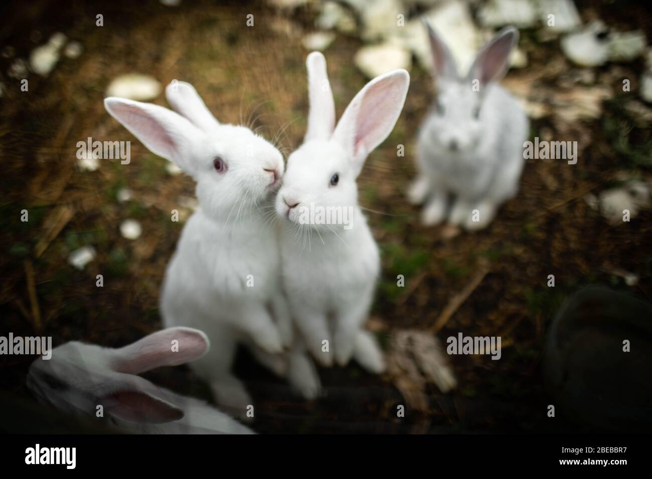Two white rabbits kissing on the street.Two white rabbits kissing on ...