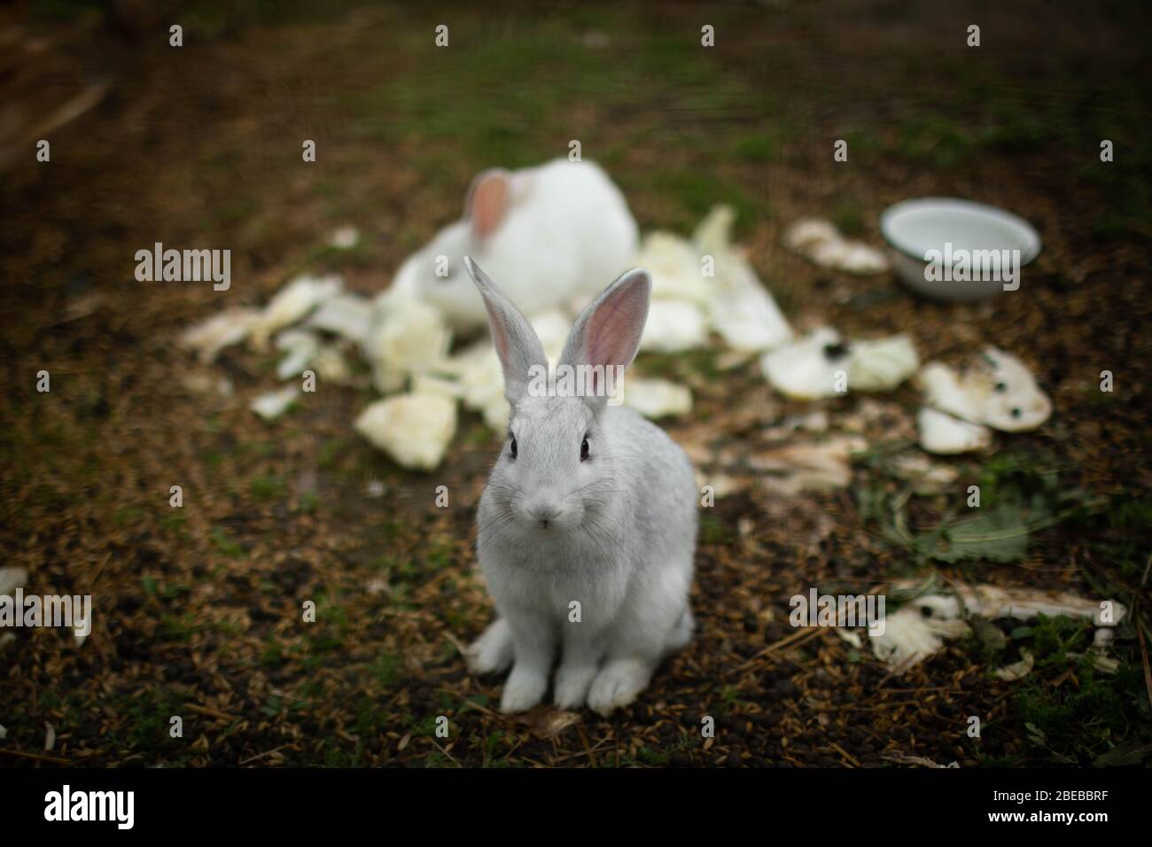 Rabbit teeth hi-res stock photography and images - Alamy