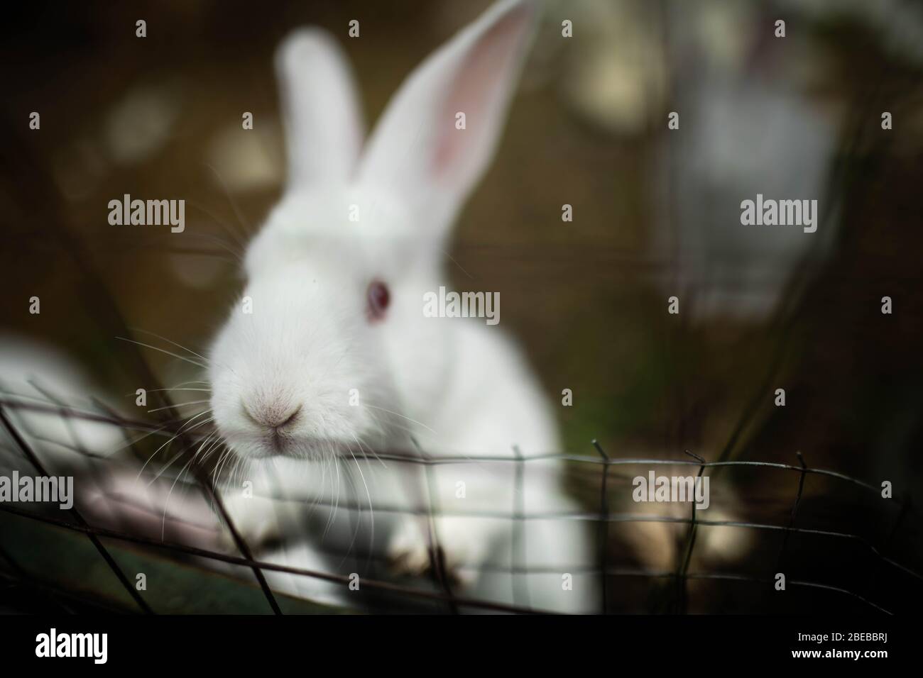 A beautiful white rabbit in a cage looks sad in the frame Stock Photo ...
