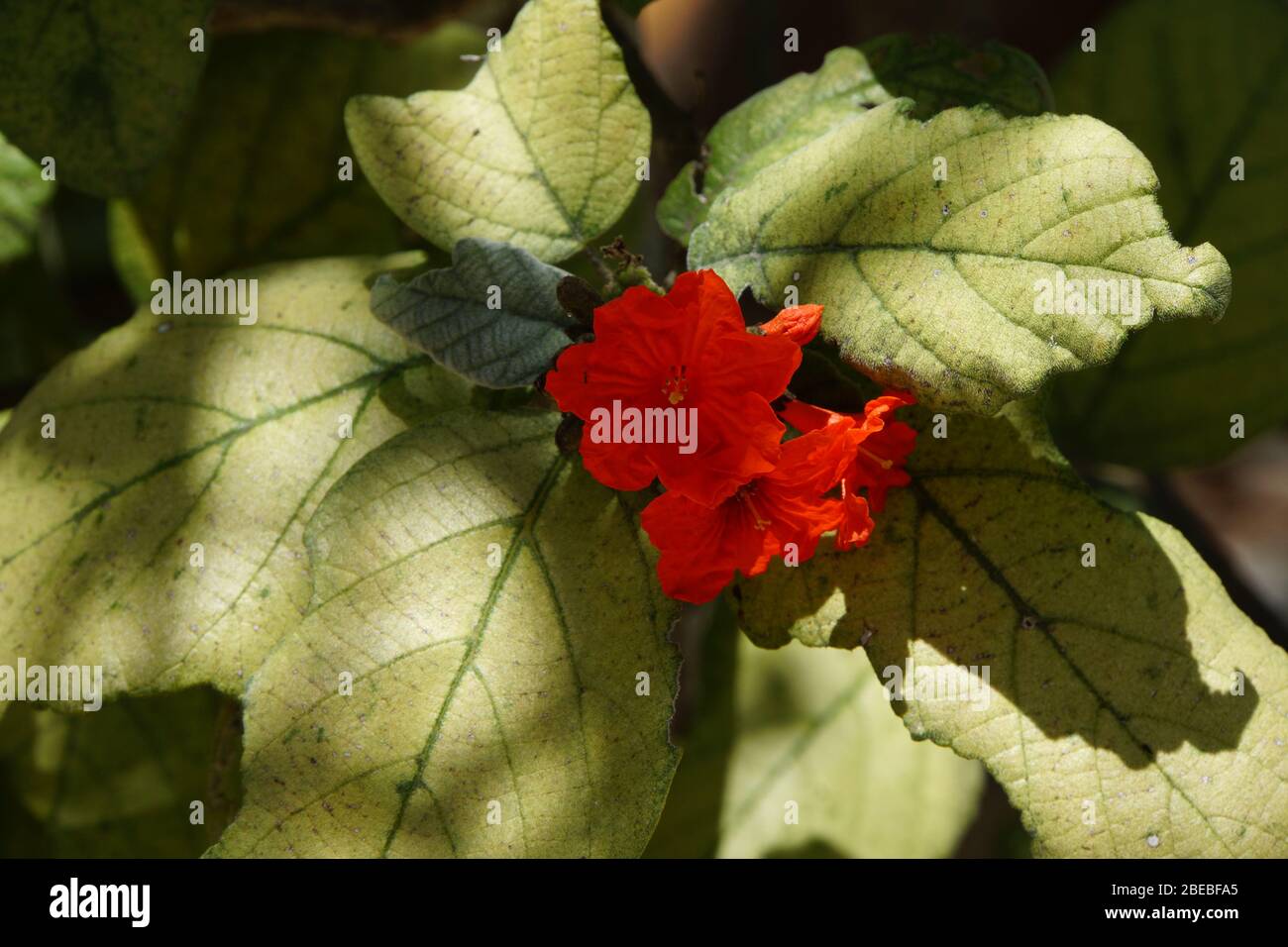 Cordia sebestena hi-res stock photography and images - Alamy