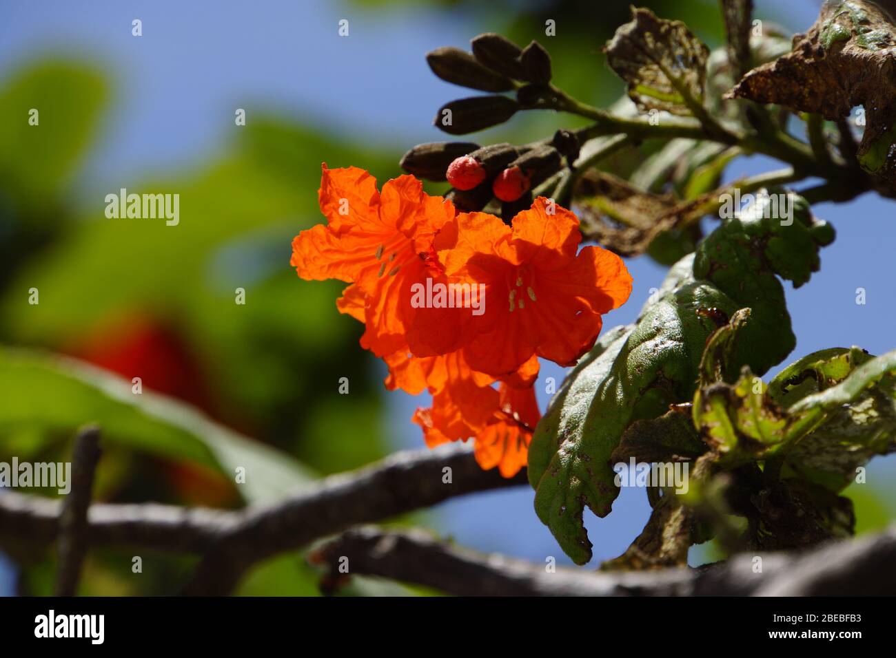 Cordia Sebestena High Resolution Stock Photography and Images - Alamy
