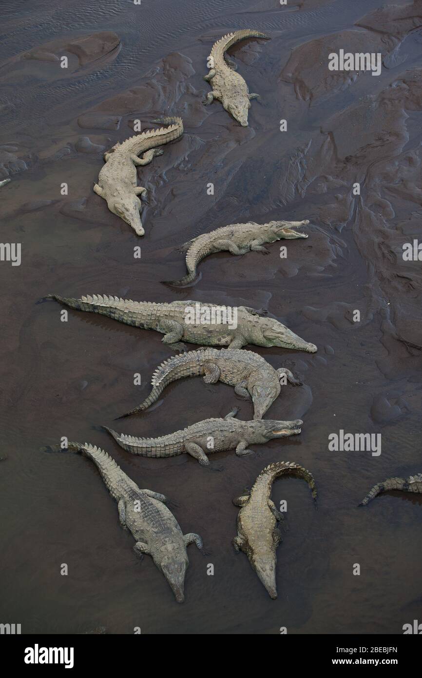 Giant nile crocodiles hi-res stock photography and images - Alamy