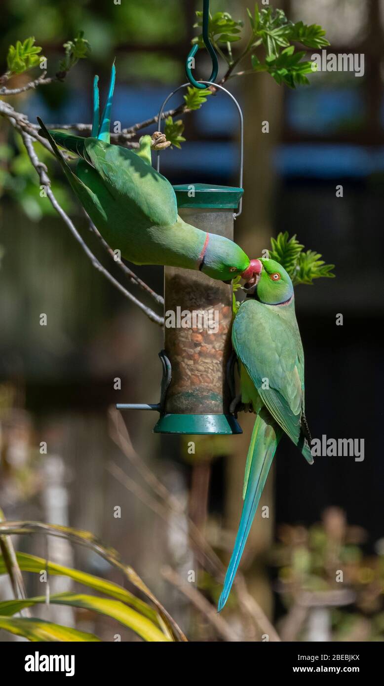 Suburban parakeets hi-res stock photography and images - Alamy