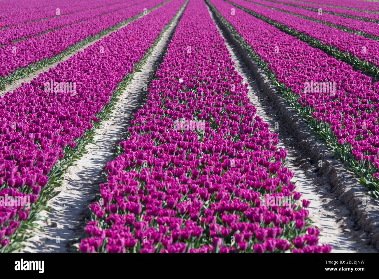 Big flower field hi-res stock photography and images - Alamy
