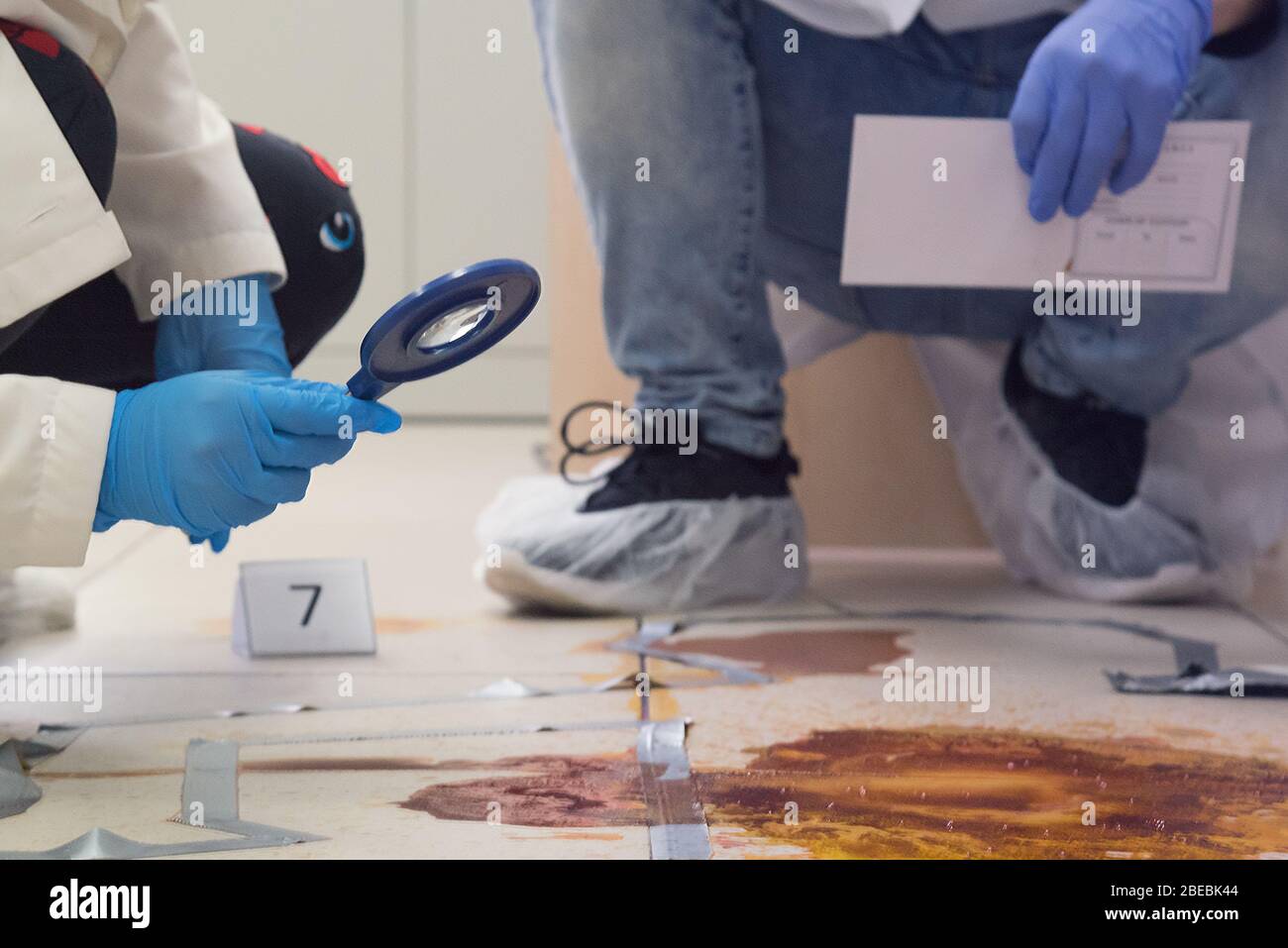 Forensic technicians taking DNA sample from blood stain with cotton ...