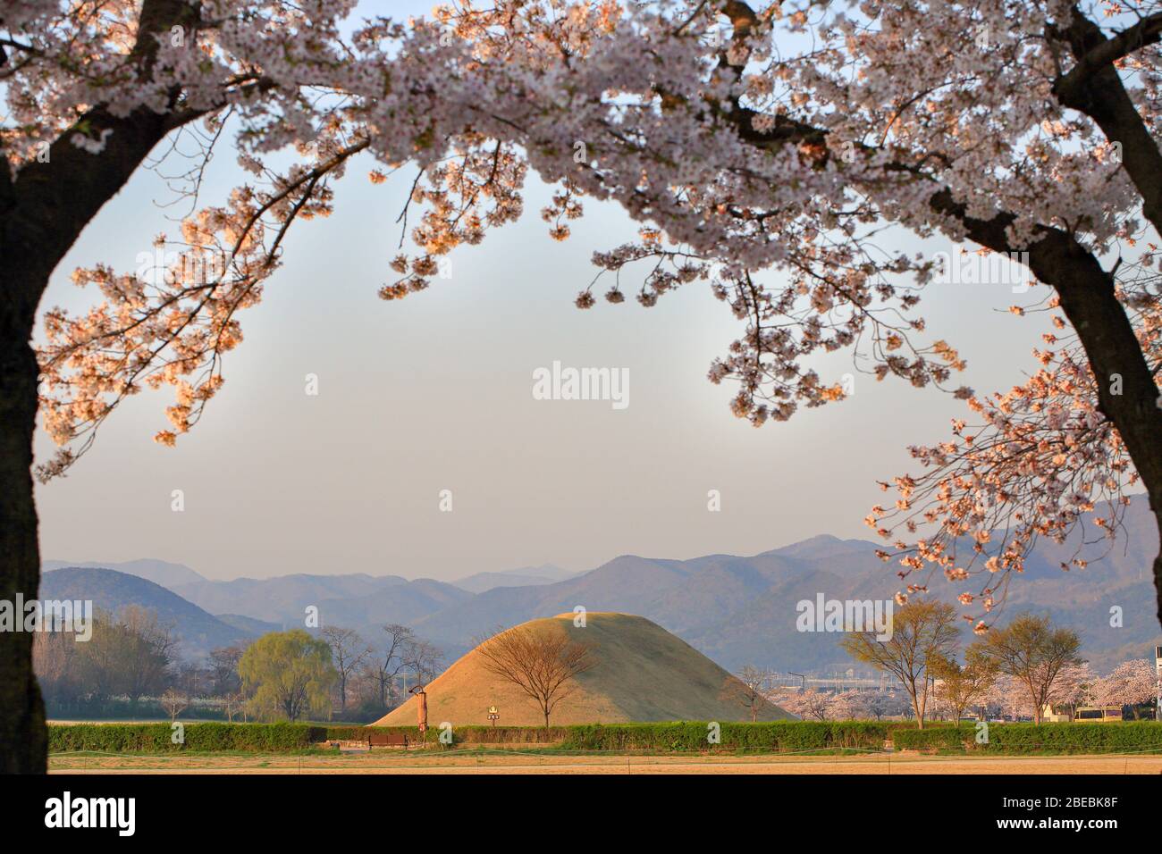 beautiful scenery of cherry blossoms with royal tomb in Gyeongju, Korea ...