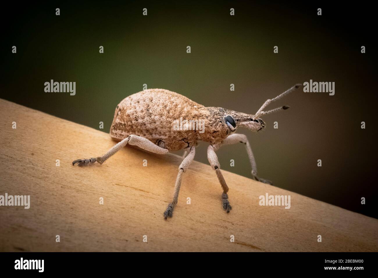 Australina Wattle Pig Weevil on light timber Stock Photo - Alamy