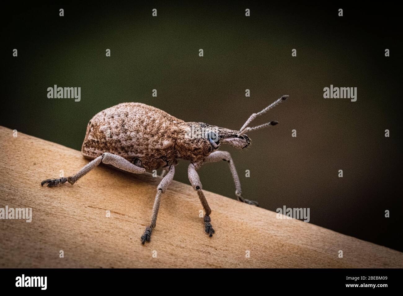 Short rostra hi-res stock photography and images - Alamy