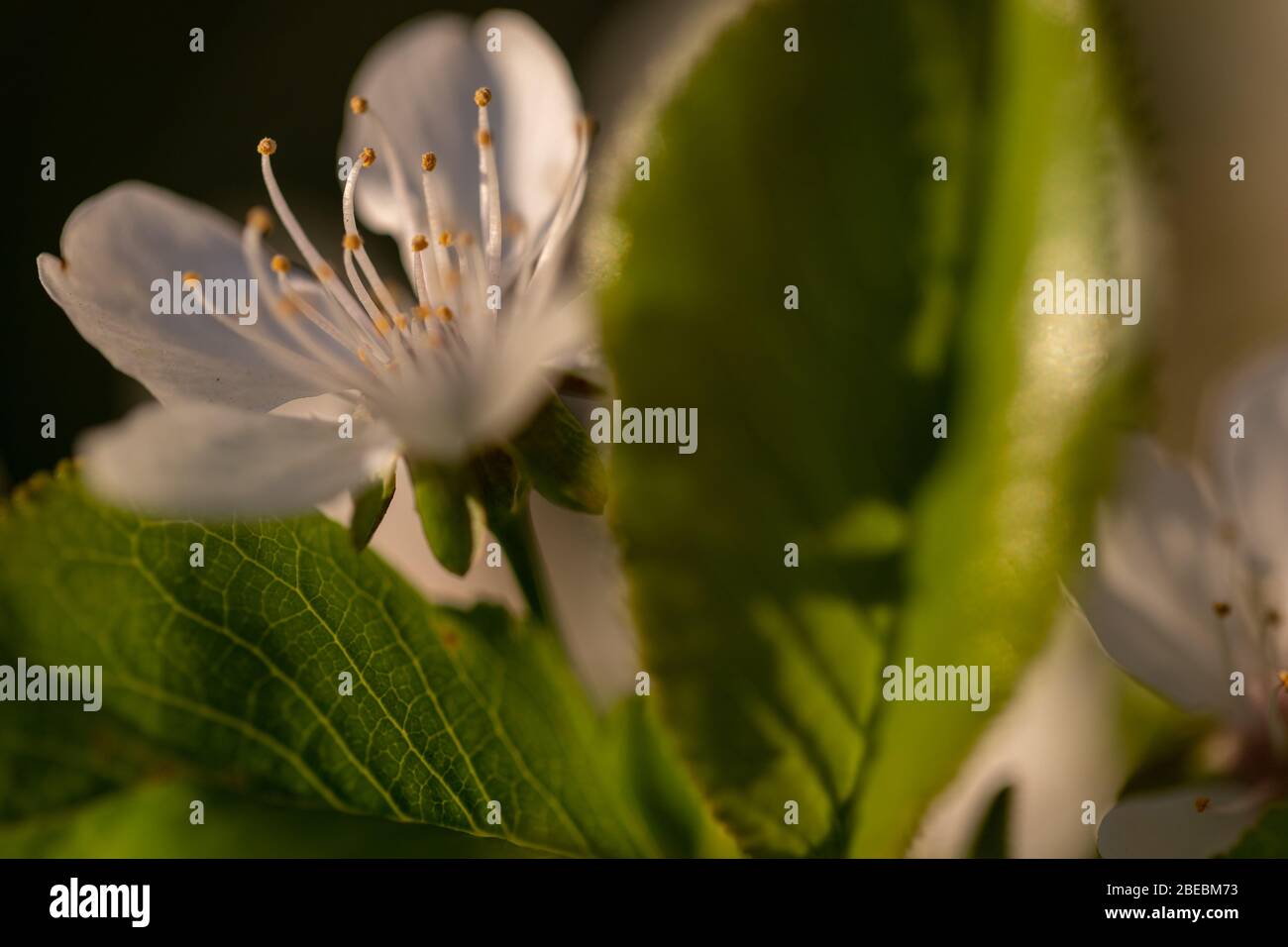 close up of a apple fruit blossom in spring with a clear view on the ...