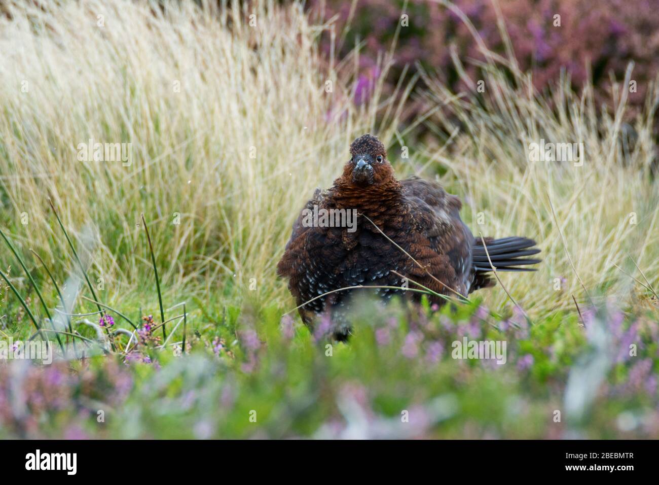 Grouse moors hi-res stock photography and images - Alamy