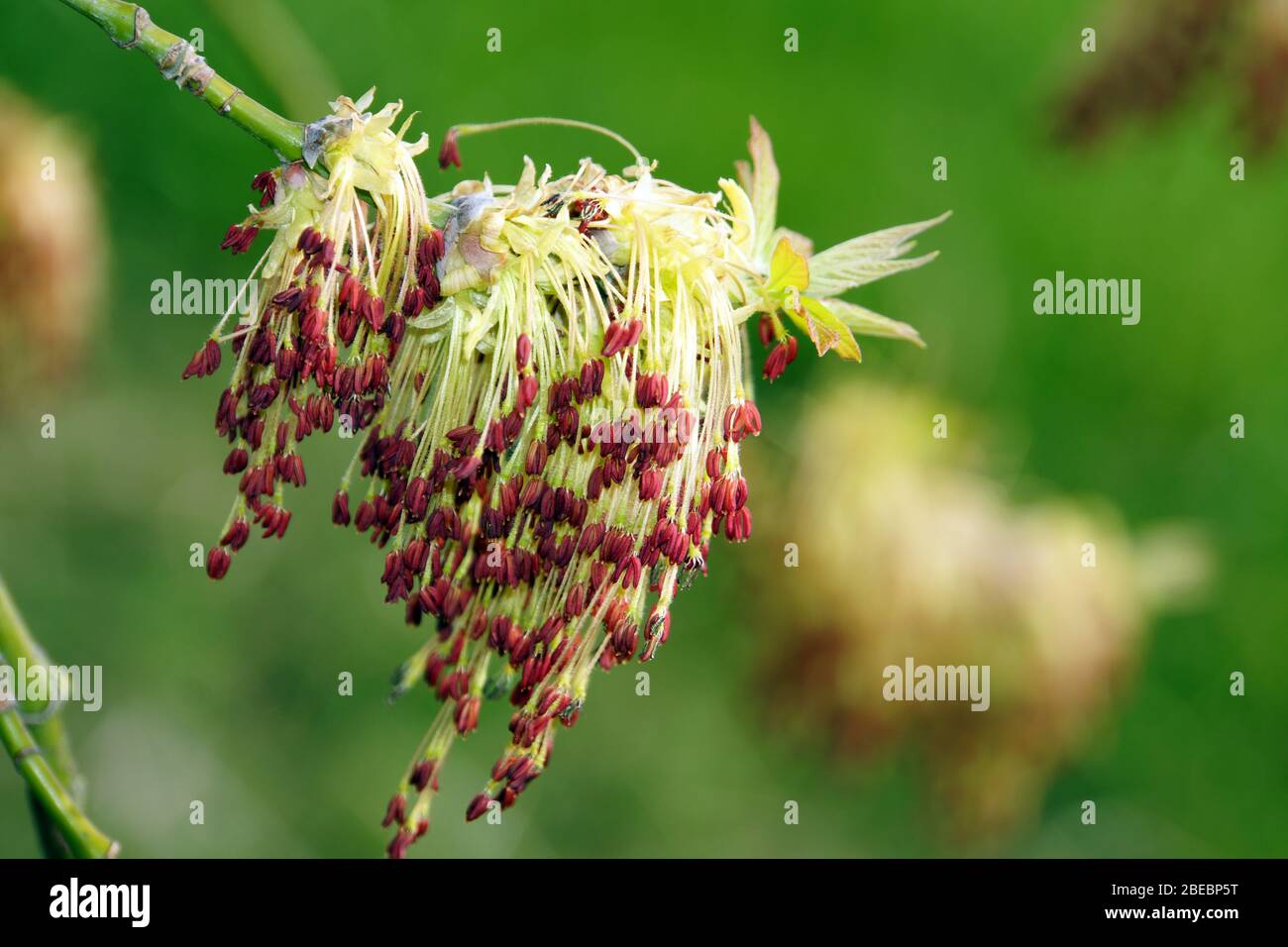 Eschen-Ahorn (Acer negundo) maennliche Blueten, Insel Poel, Mecklenburg ...