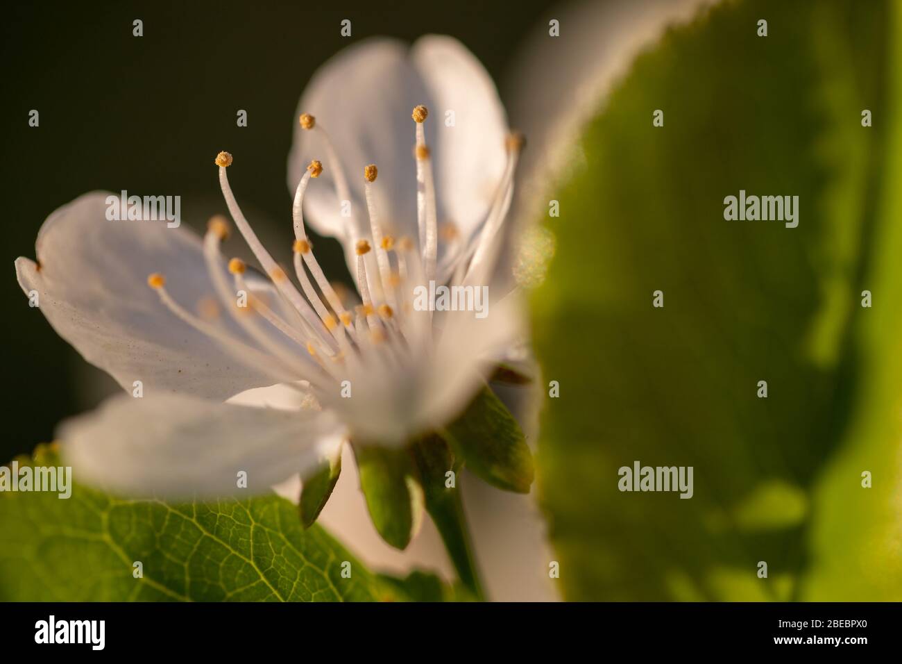 Apple flower blossom ovary hi-res stock photography and images - Alamy