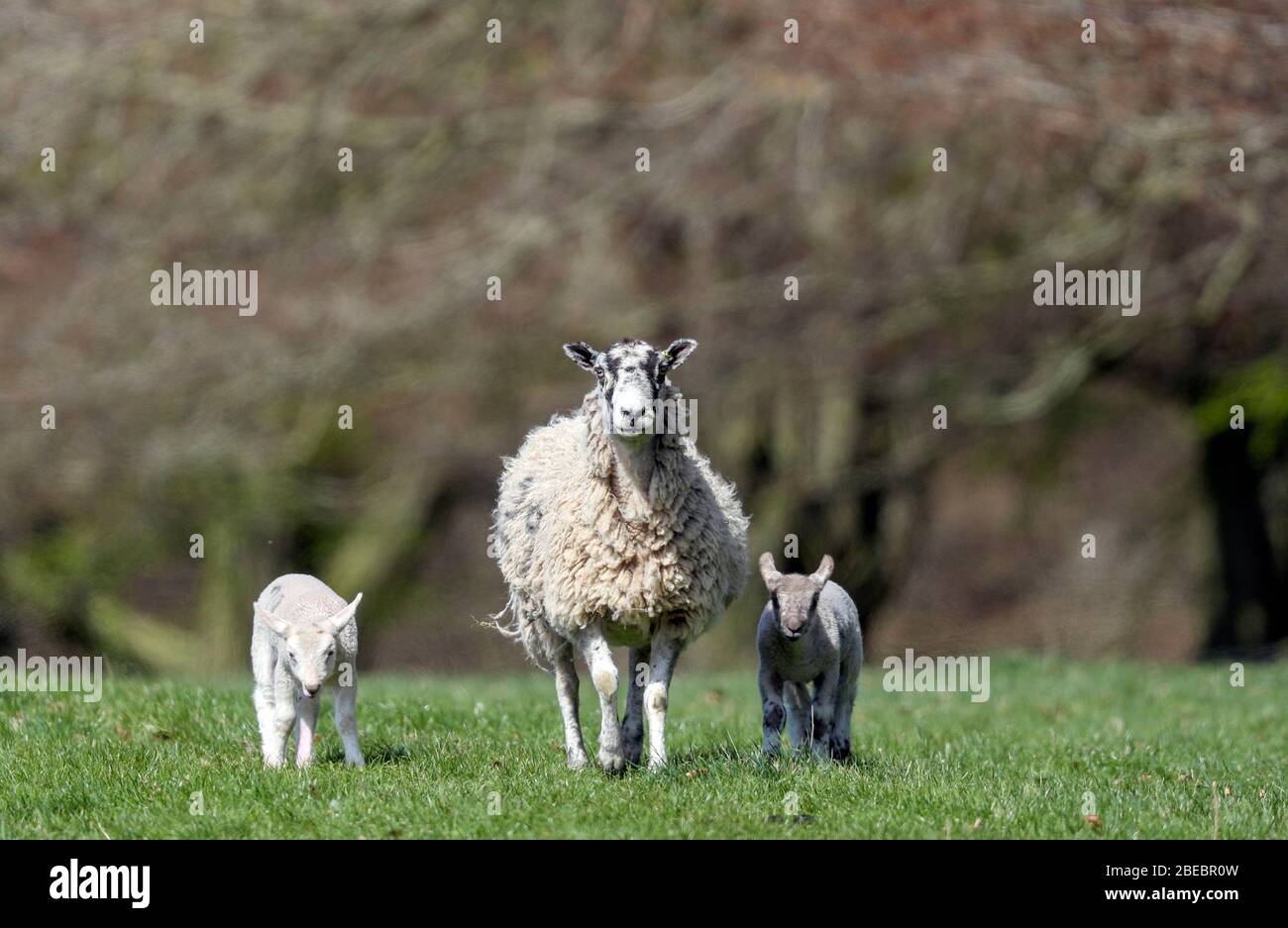 Spring lambs 2020 hi-res stock photography and images - Alamy