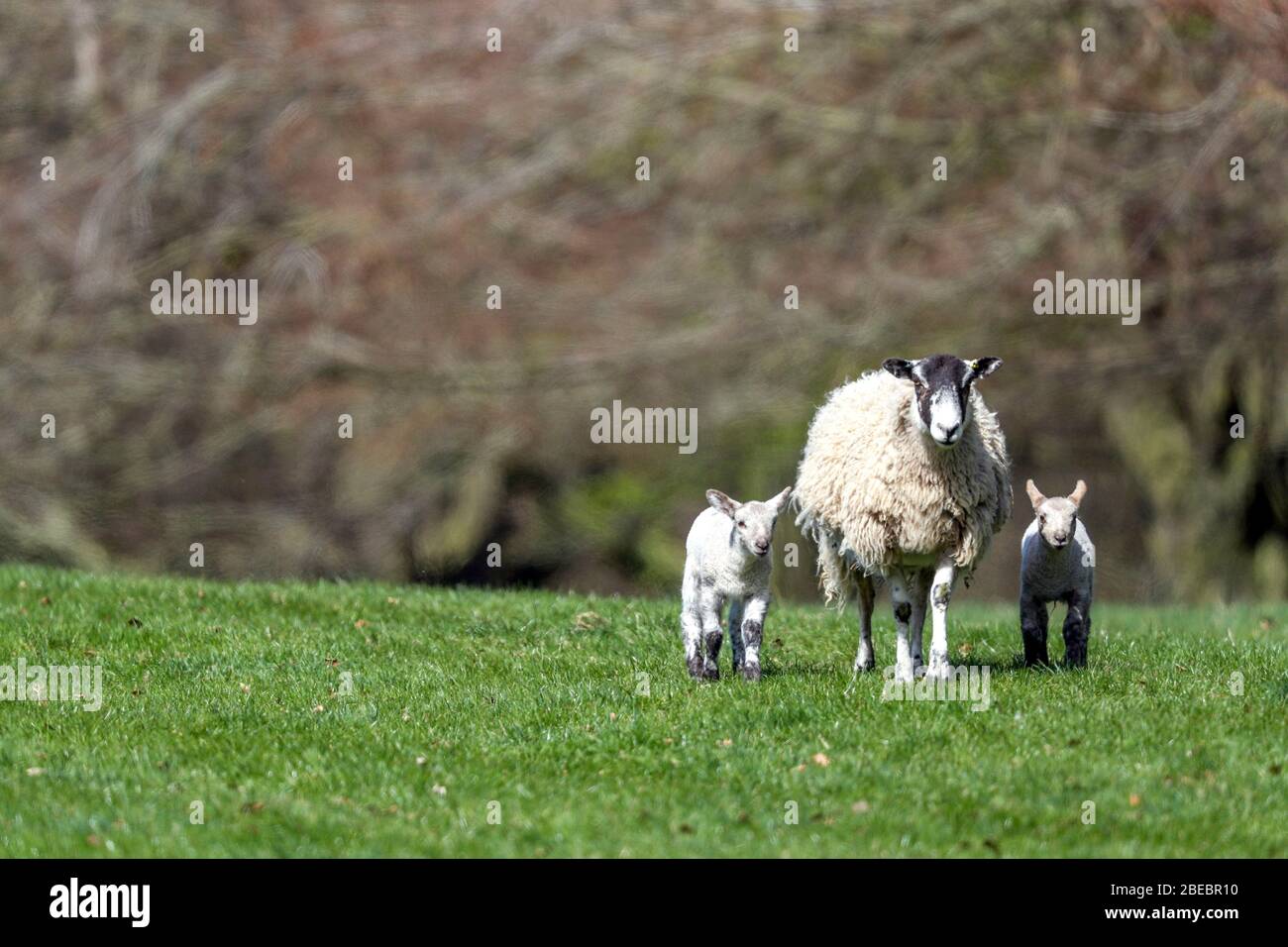 Buckinghamshire enjoying spring sunshine hi-res stock photography and ...