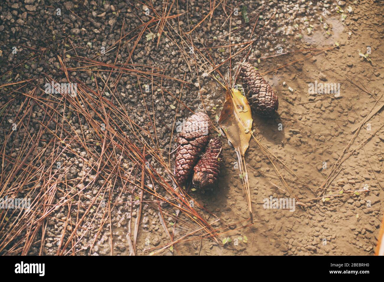 Two Pine cones on the ground. Background Stock Photo - Alamy