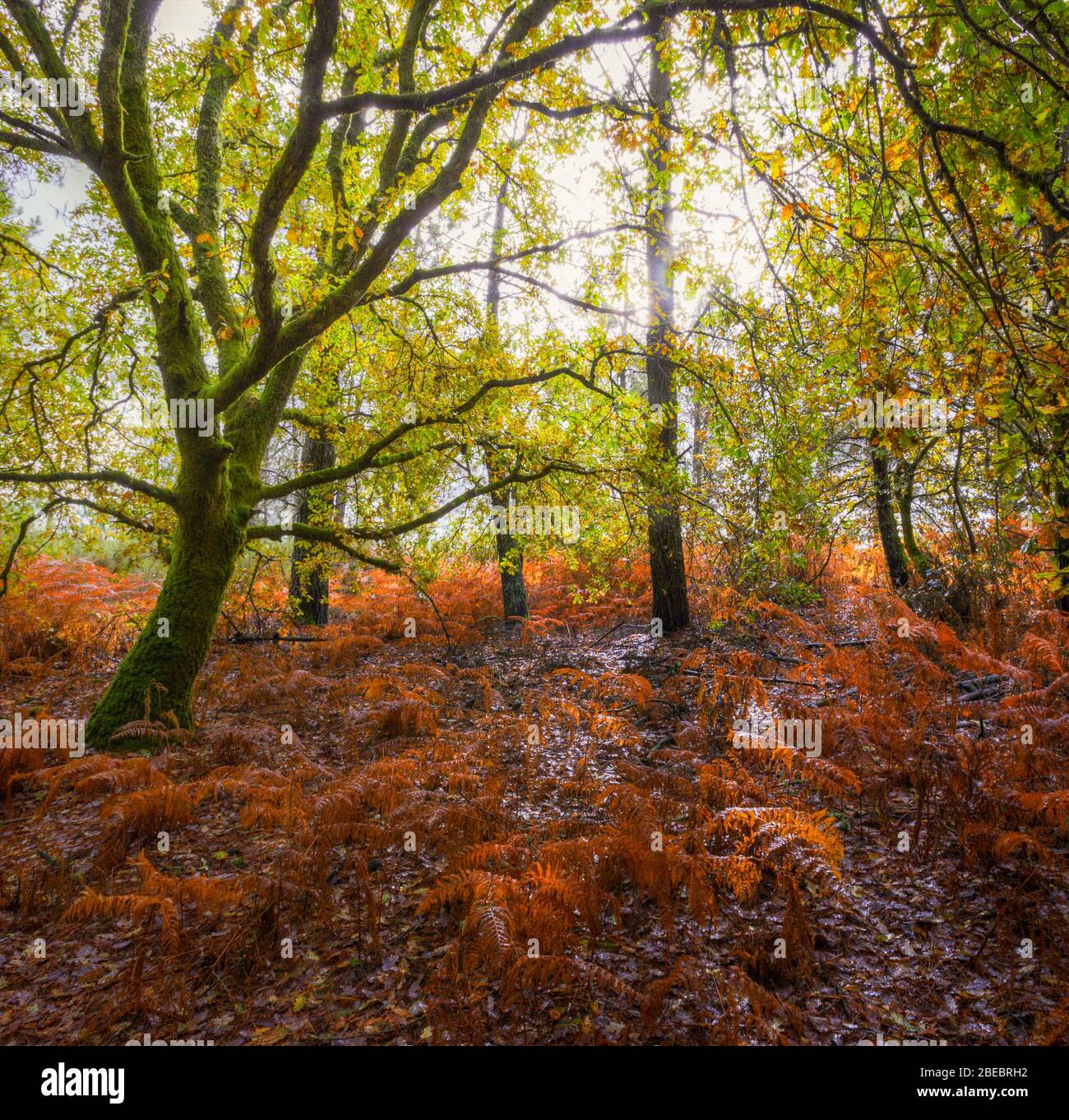 Sunlight filtered through a tree hi-res stock photography and images ...