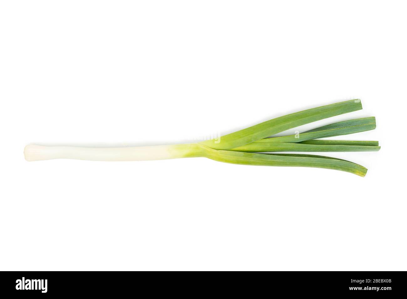 Green onion, spring onion, scallion isolated on white background Stock ...
