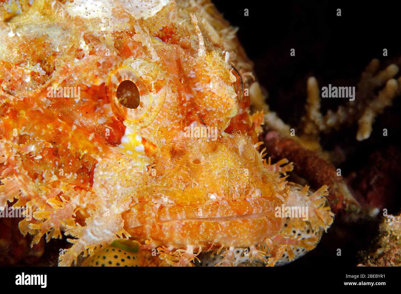 Close-up of a Bearded Scorpionfish (Scorpaenopsis barbata). Raja Ampat ...