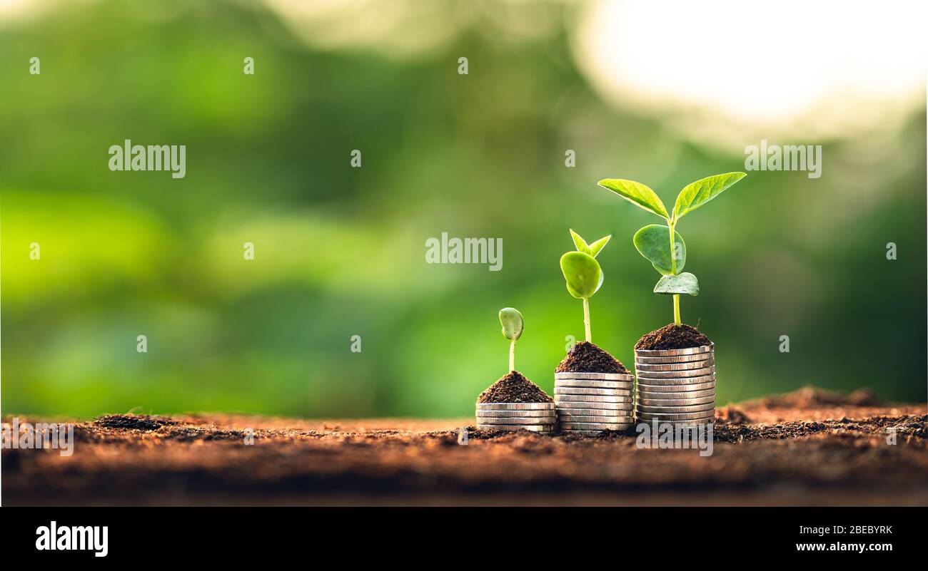 Tree growth-Three saplings are growing on the soil and a natural green ...