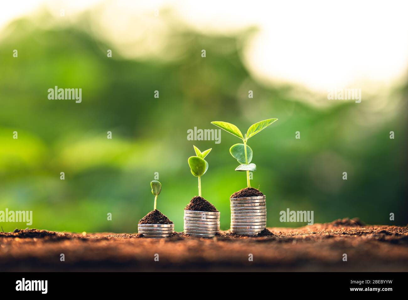 Tree growth-Three saplings are growing on the soil and a natural green ...