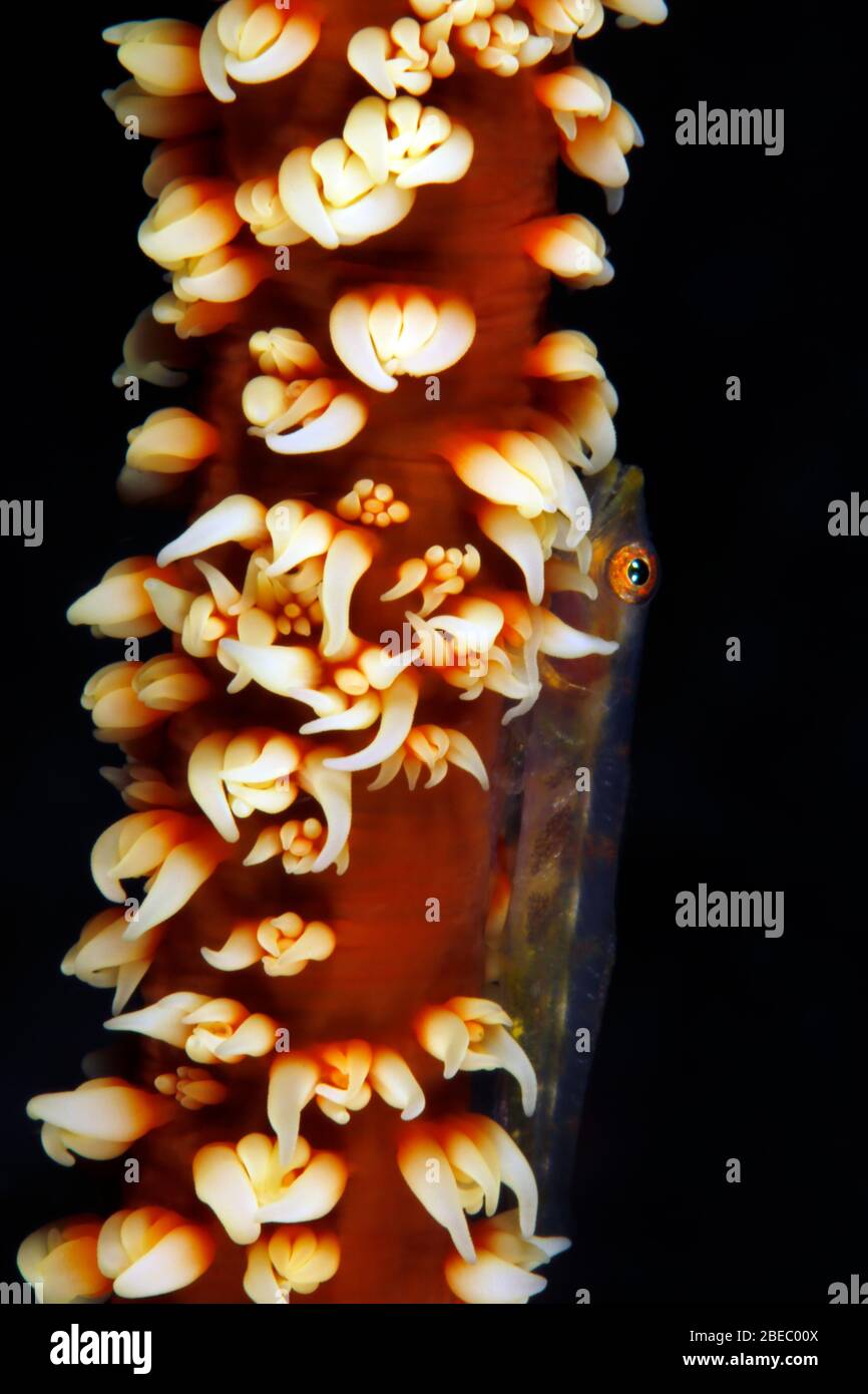 Whip Coral Goby (Bryaninops yongei) on a Whip Coral. Raja Ampat, West ...