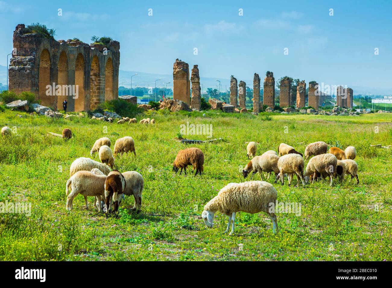 Roman aqueduct and a flock of sheep Stock Photo - Alamy