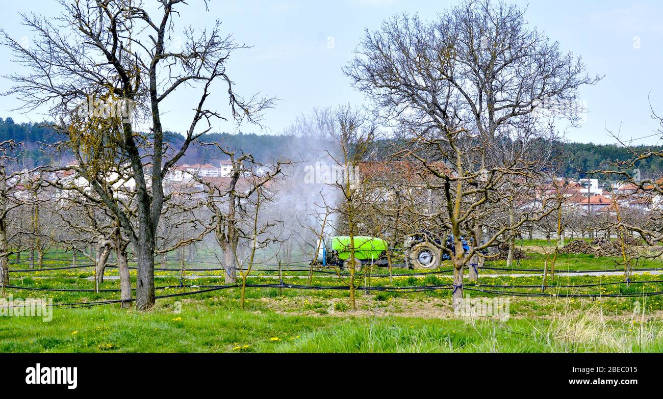 farmer spraying apple orchard in april, spring image Stock Photo - Alamy
