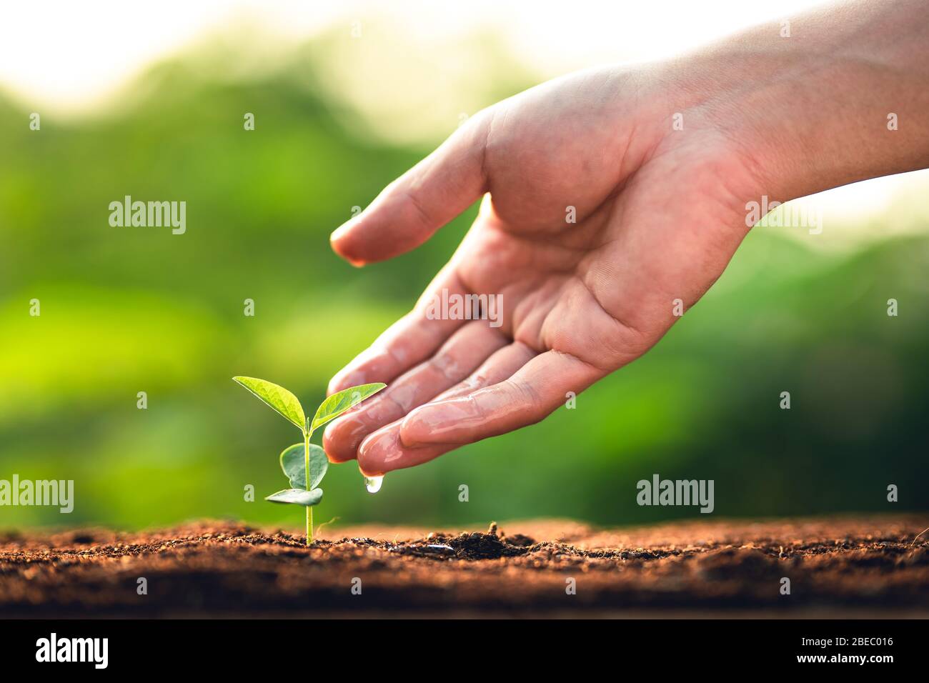 Tree growth-Three saplings are growing on the soil and a natural green ...