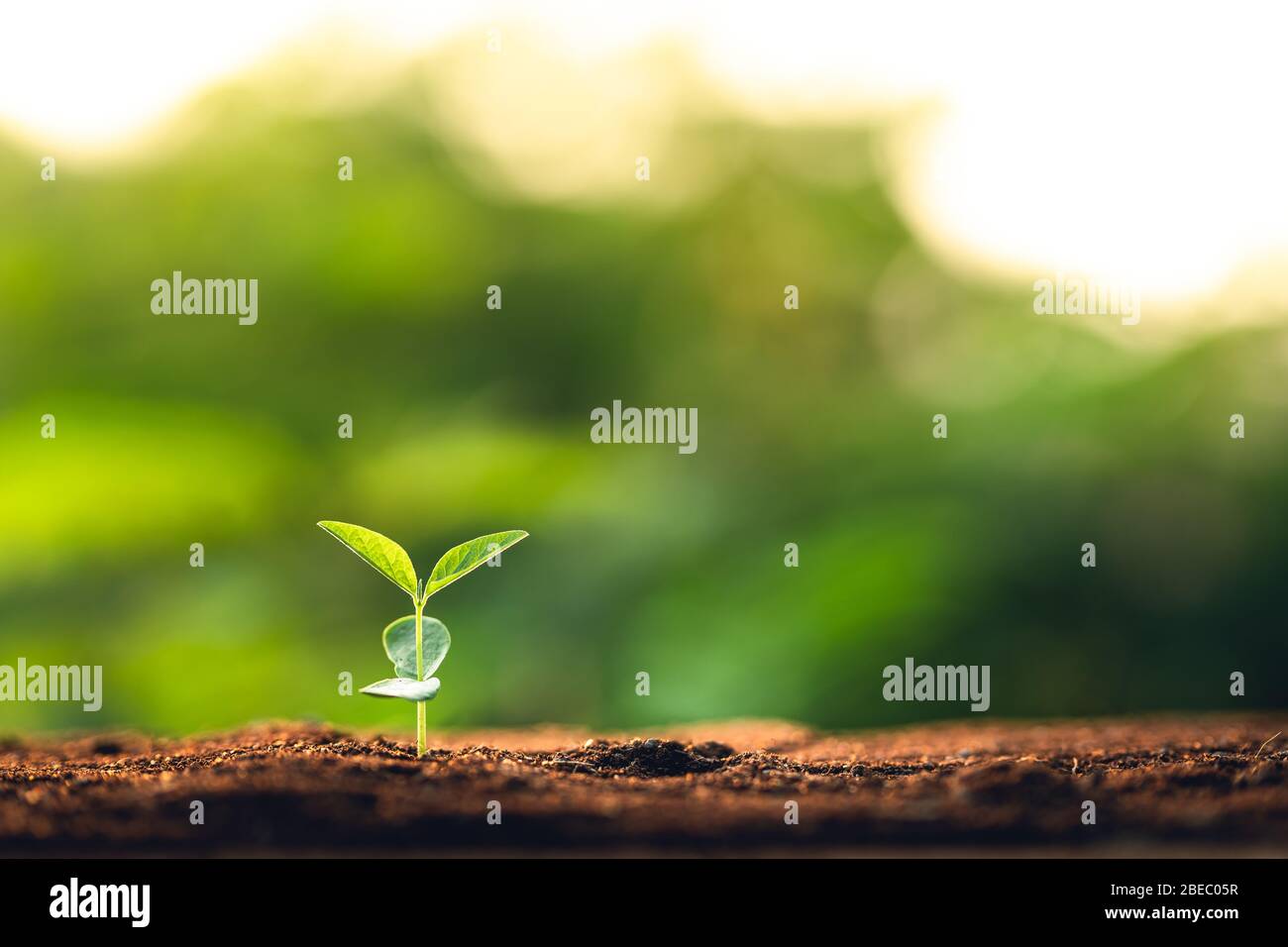Tree growth-Three saplings are growing on the soil and a natural green ...